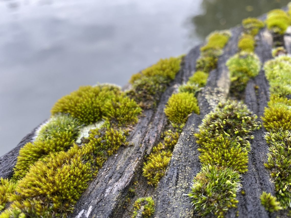Passion mousse des bois - Ciloubidouille