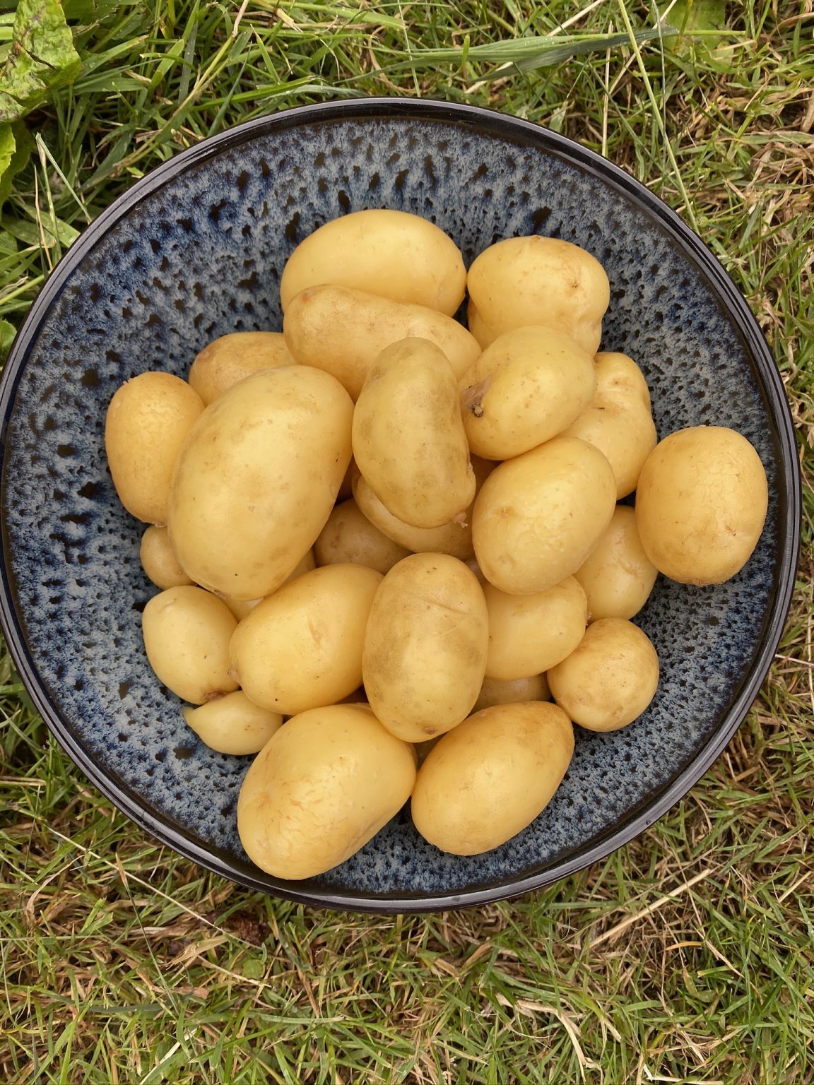 Cultiver des patates en sac, c'est facile et gratifiant - Ciloubidouille