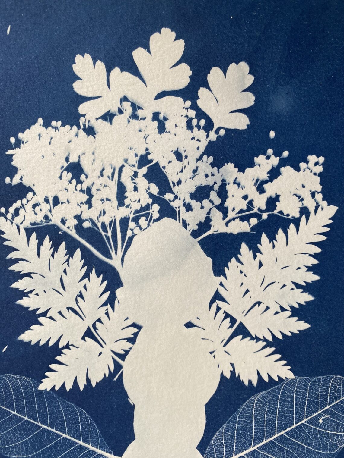 Cyanotype : tout savoir pour débuter