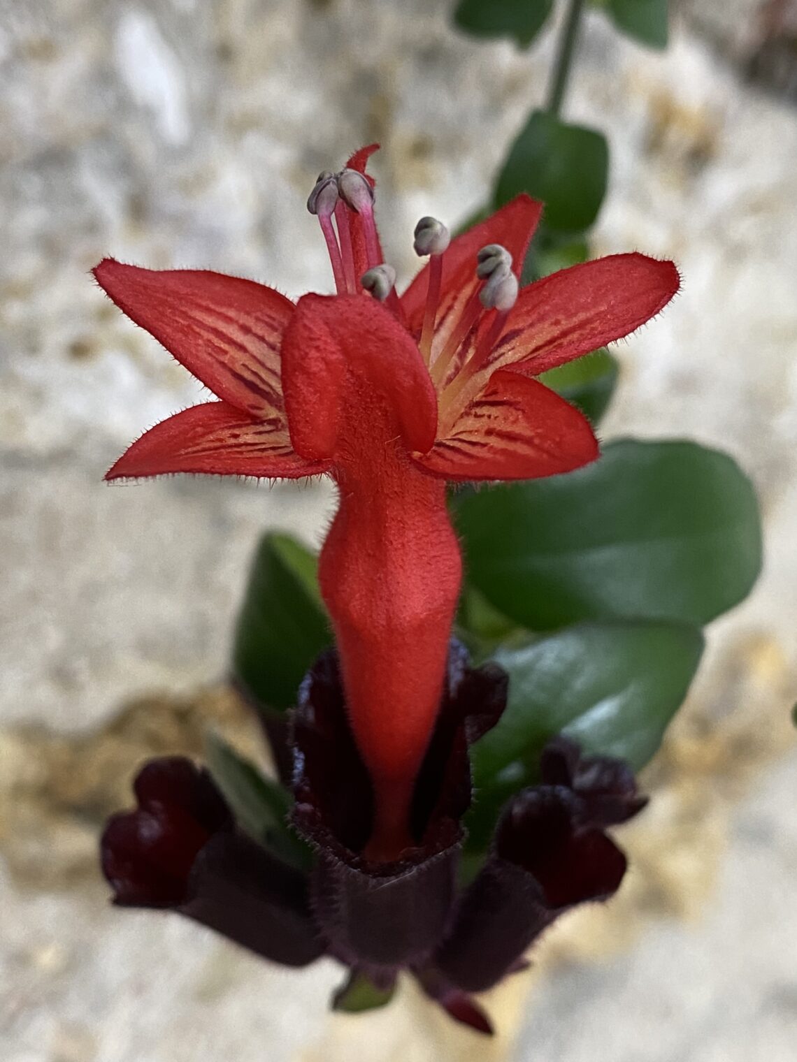 Cultiver un aeschynanthus, la plante rouge à lèvres